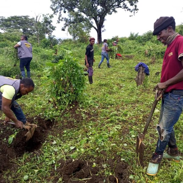 Plant a Tree - CAEPA Cameroon